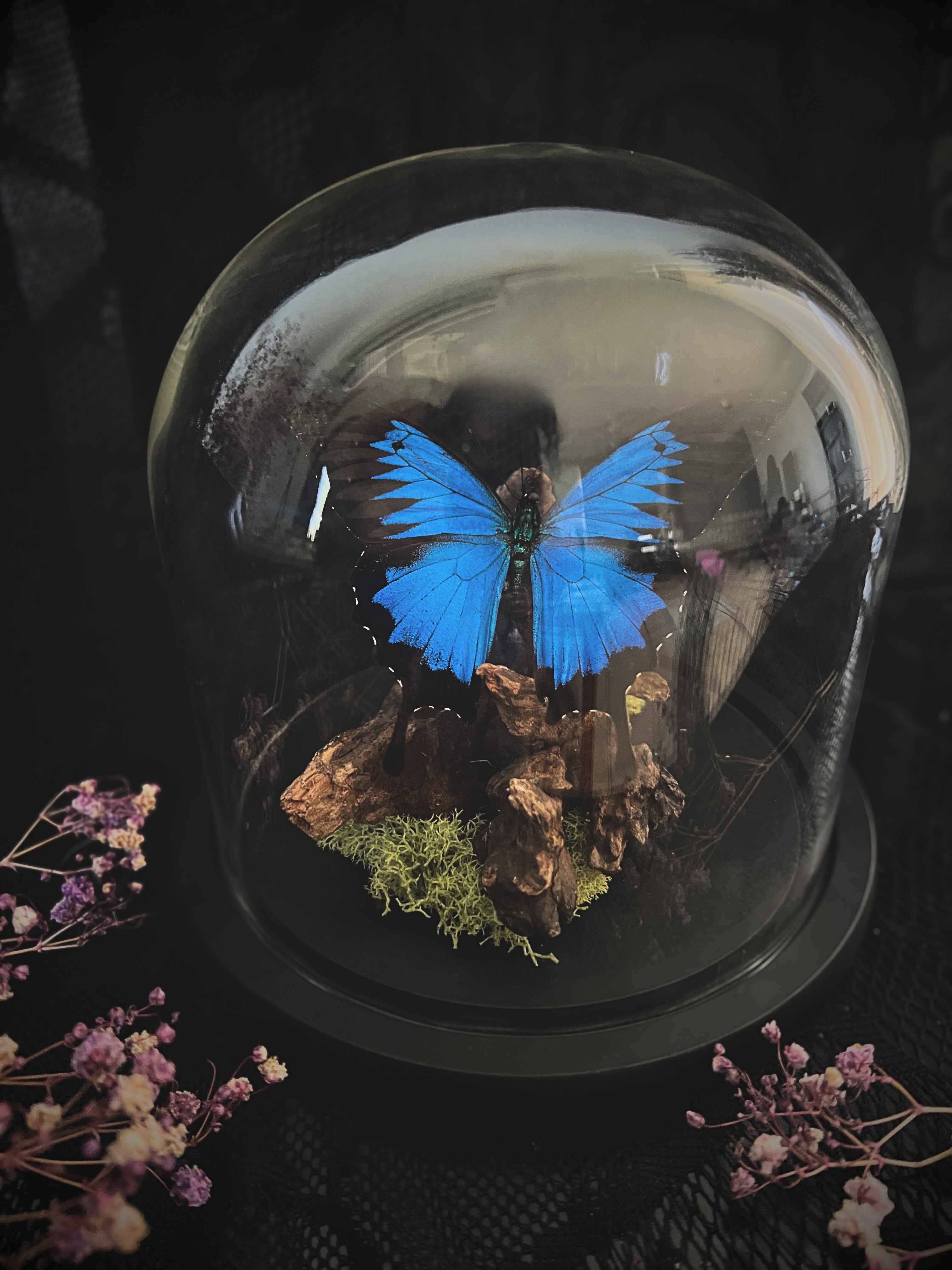 Specimen Domes – Corvus Oddities