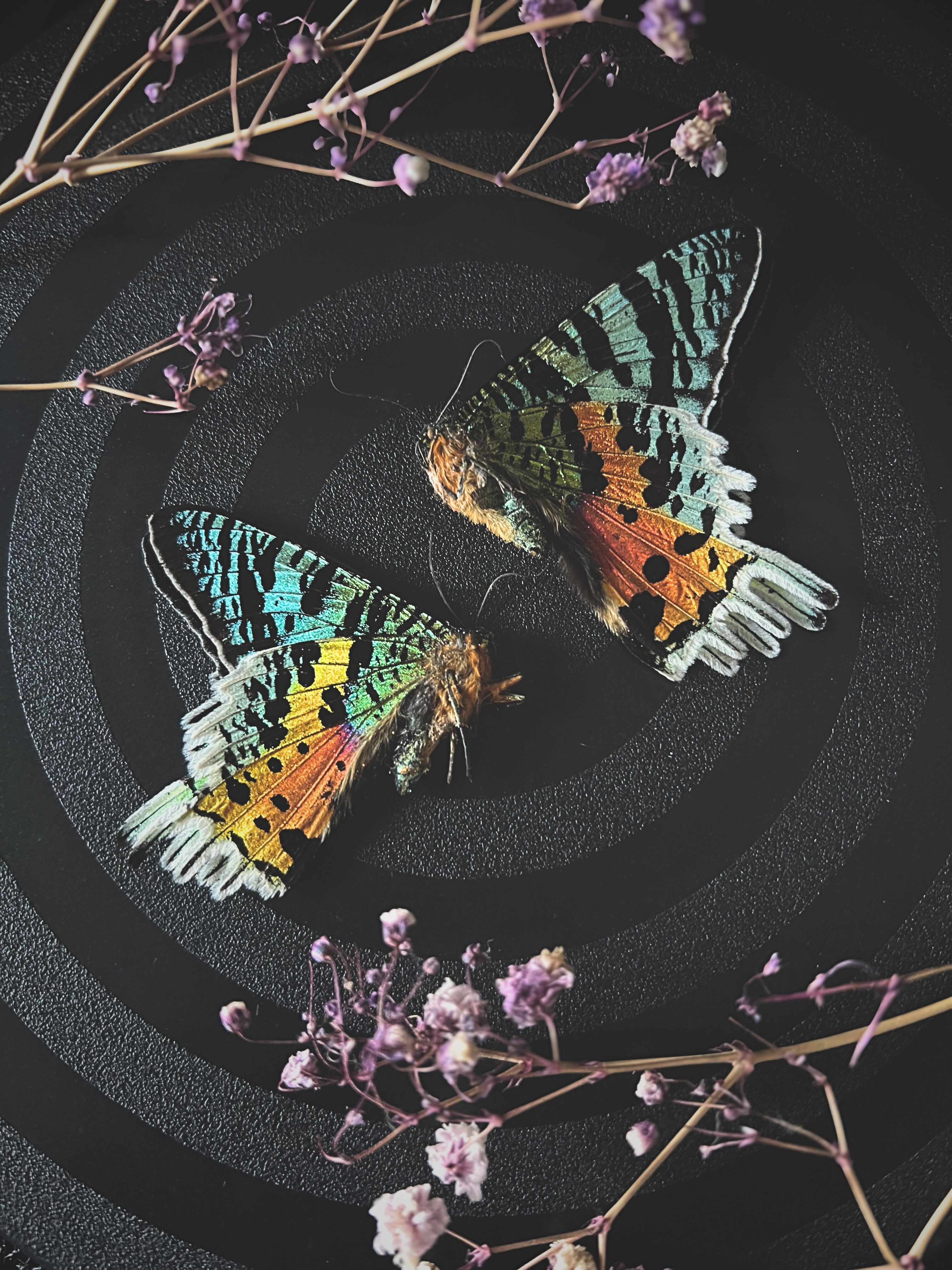 Undisplayed Specimens – Corvus Oddities