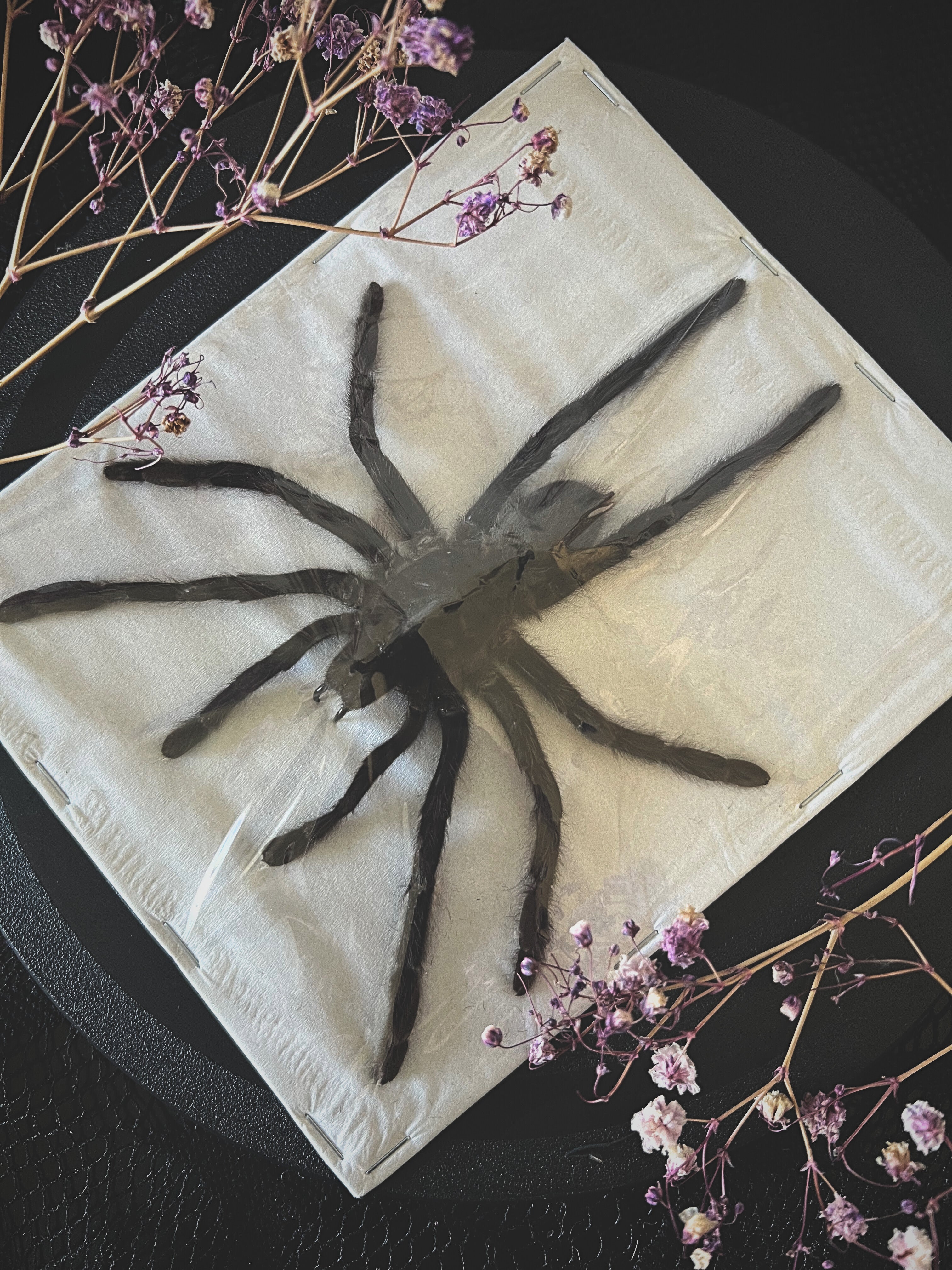 Java Yellow Kneed Tarantula XL Spread Specimen – Corvus Oddities