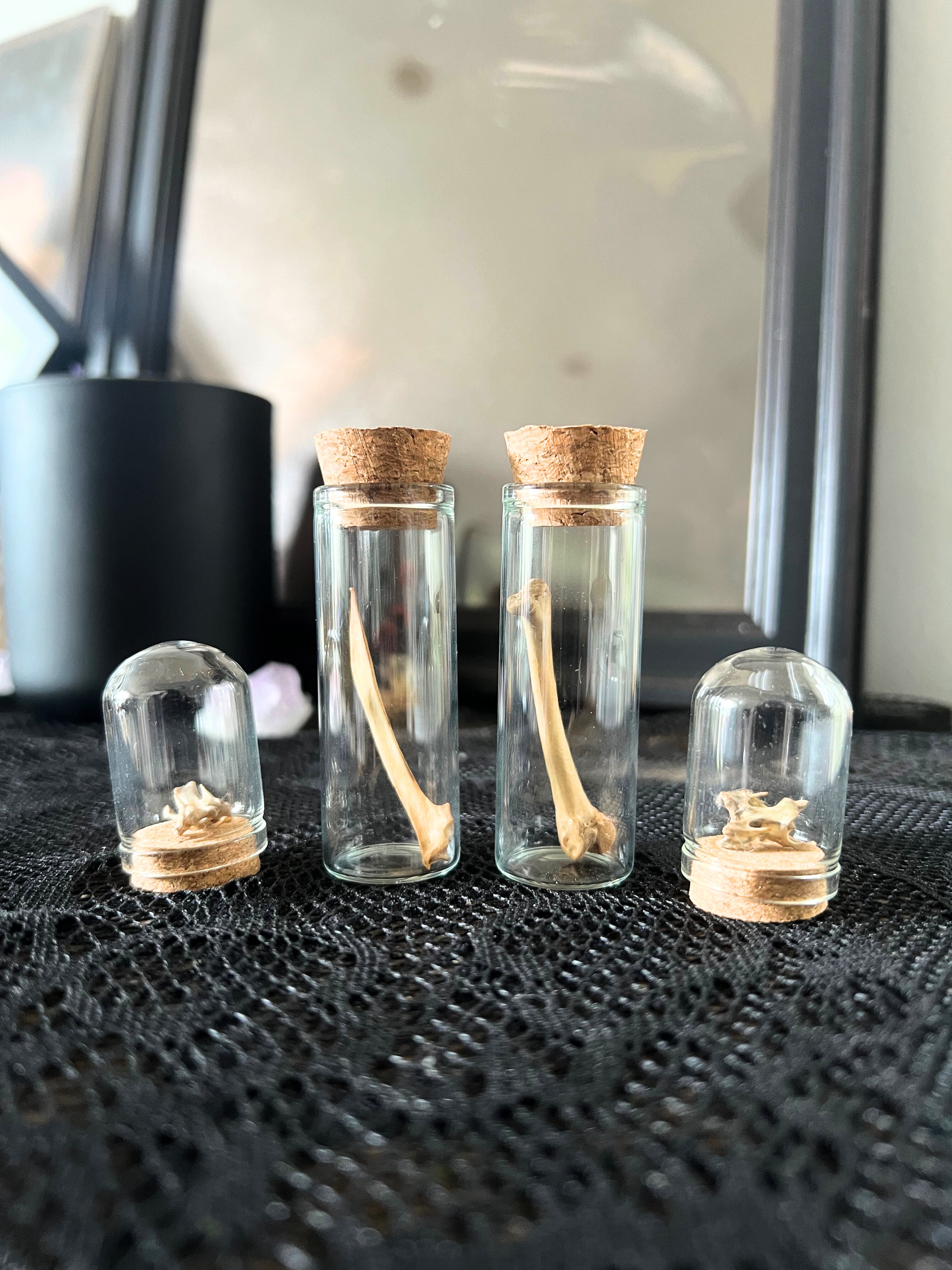 Crow Bones & Vertebrae | Corvus Corone – Corvus Oddities