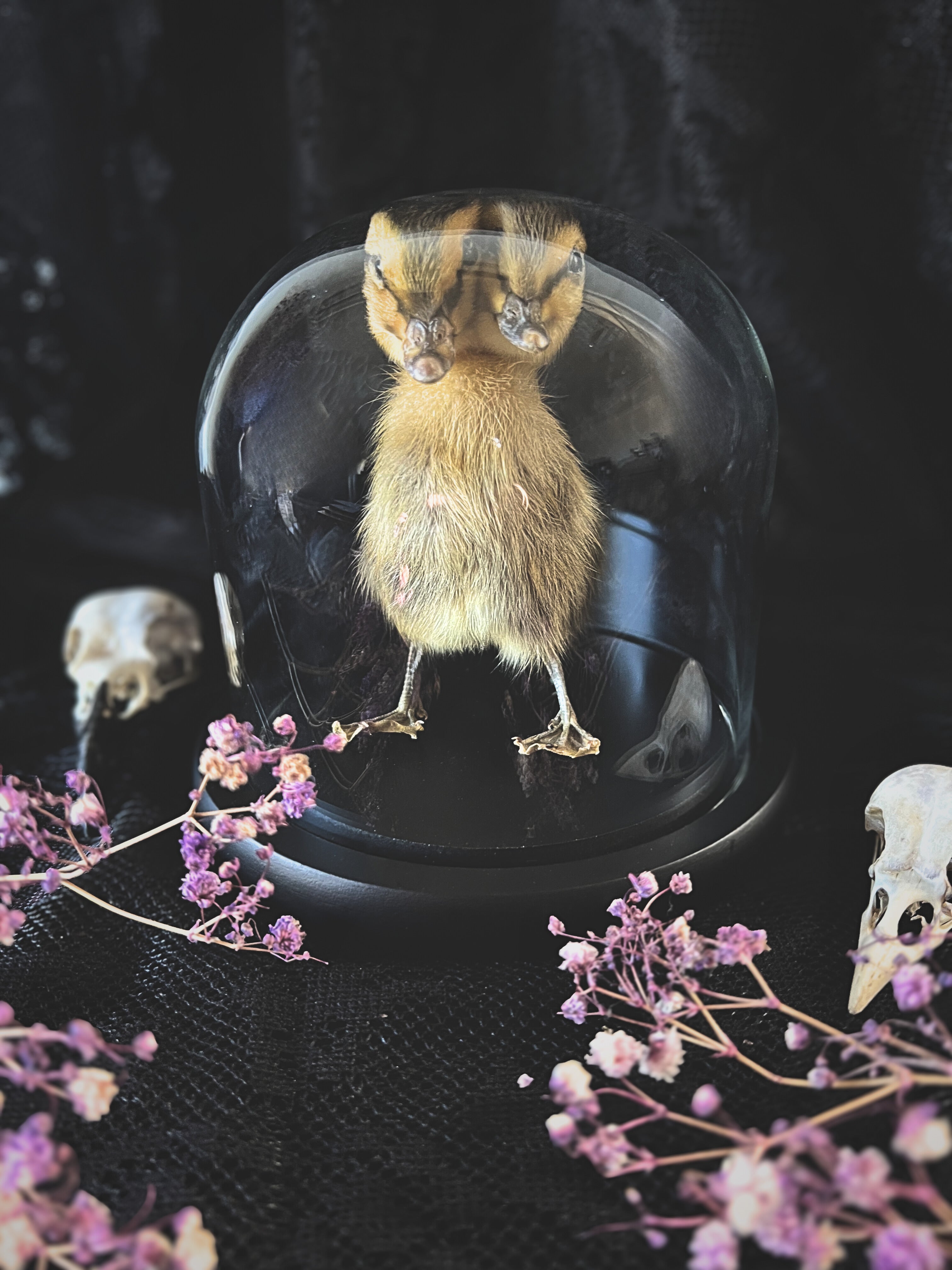 Two-Headed Taxidermy Striped Yellow Duckling in Glass Dome – Corvus Oddities