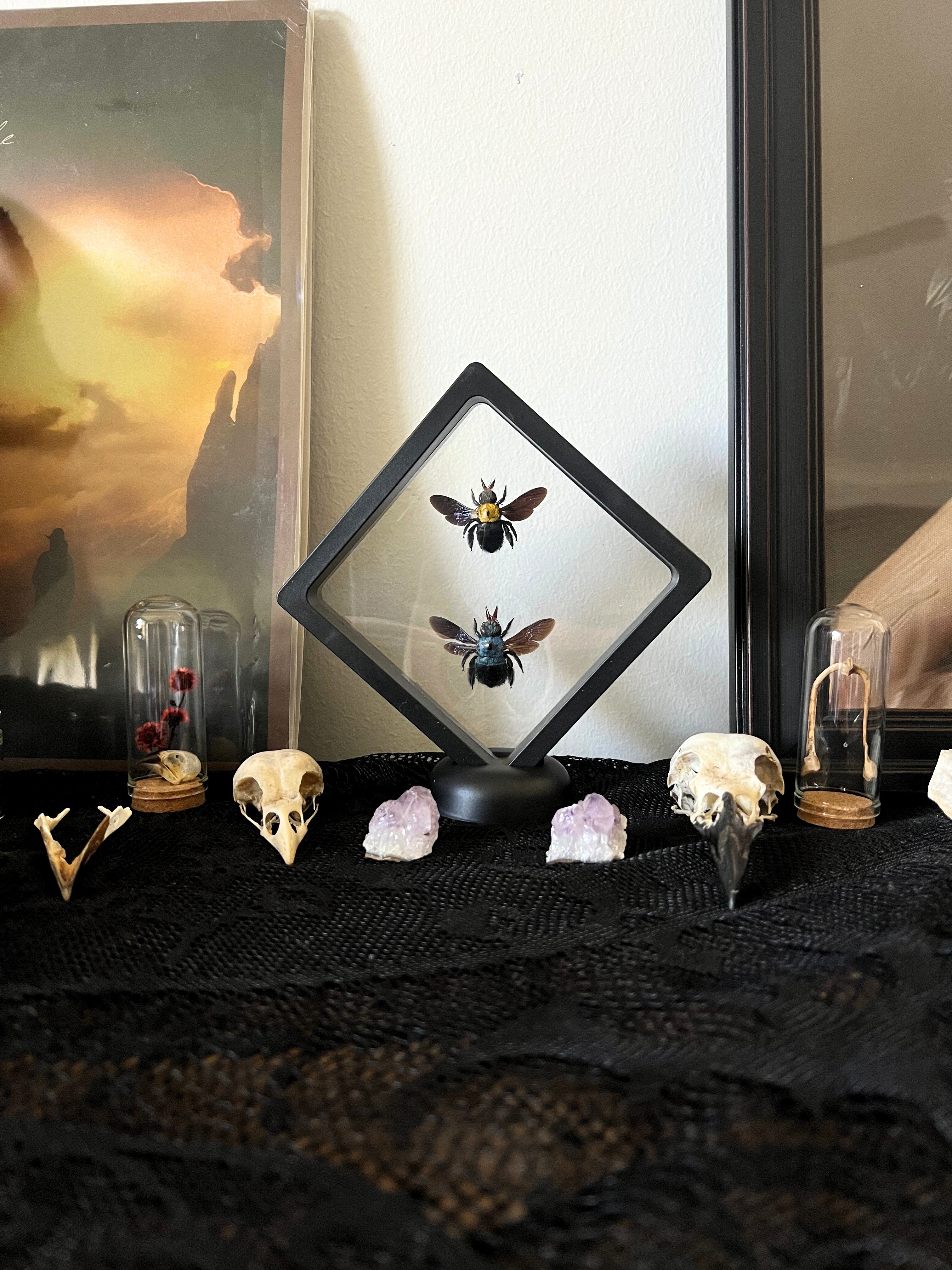 Duo Yellow & Blue Carpenter Bees in Display Case | Female Bees – Corvus Oddities