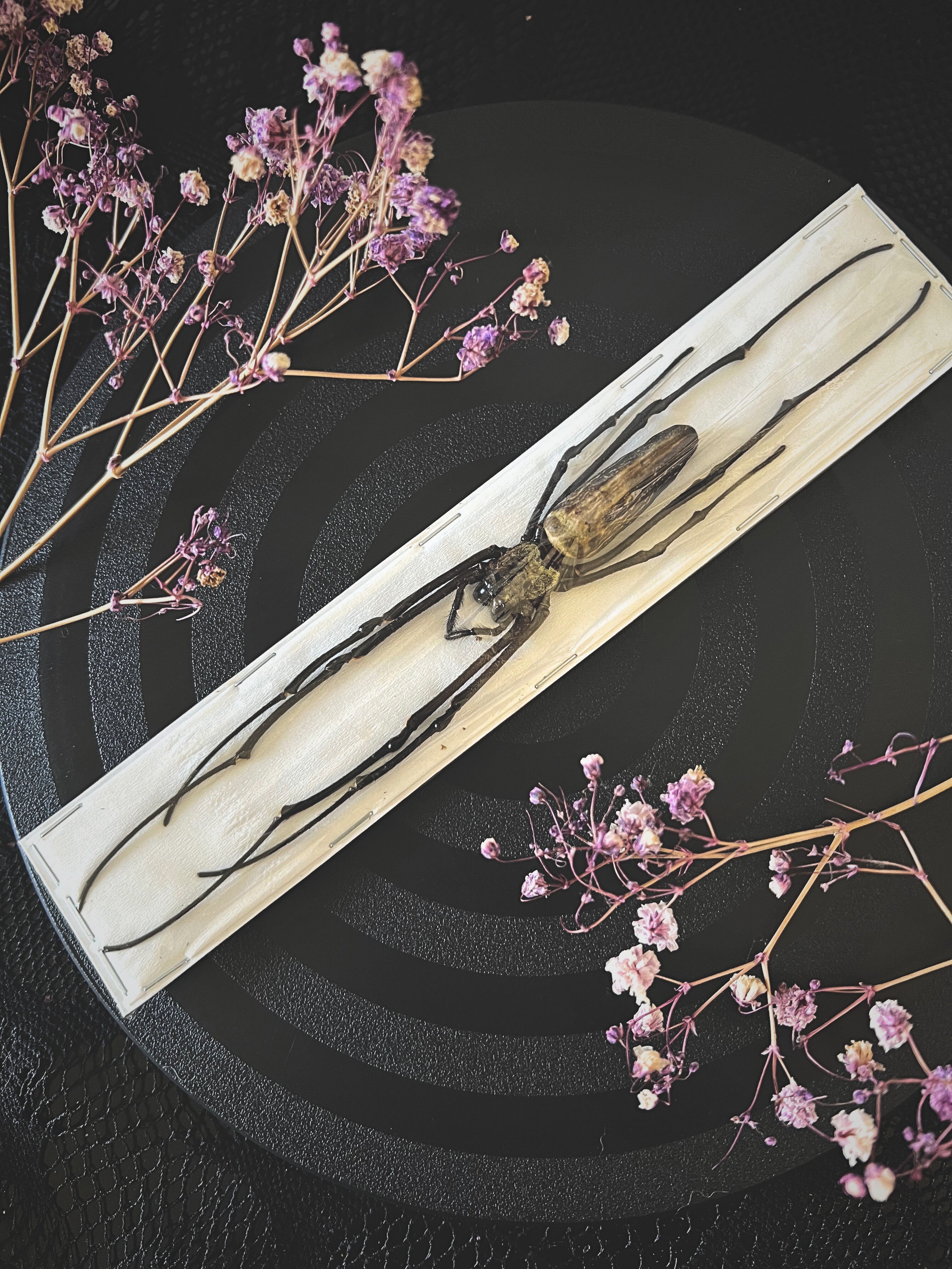 Giant Golden Orb Weaver Spider (Nephila Pilipes) Undisplayed Specimen – Corvus Oddities