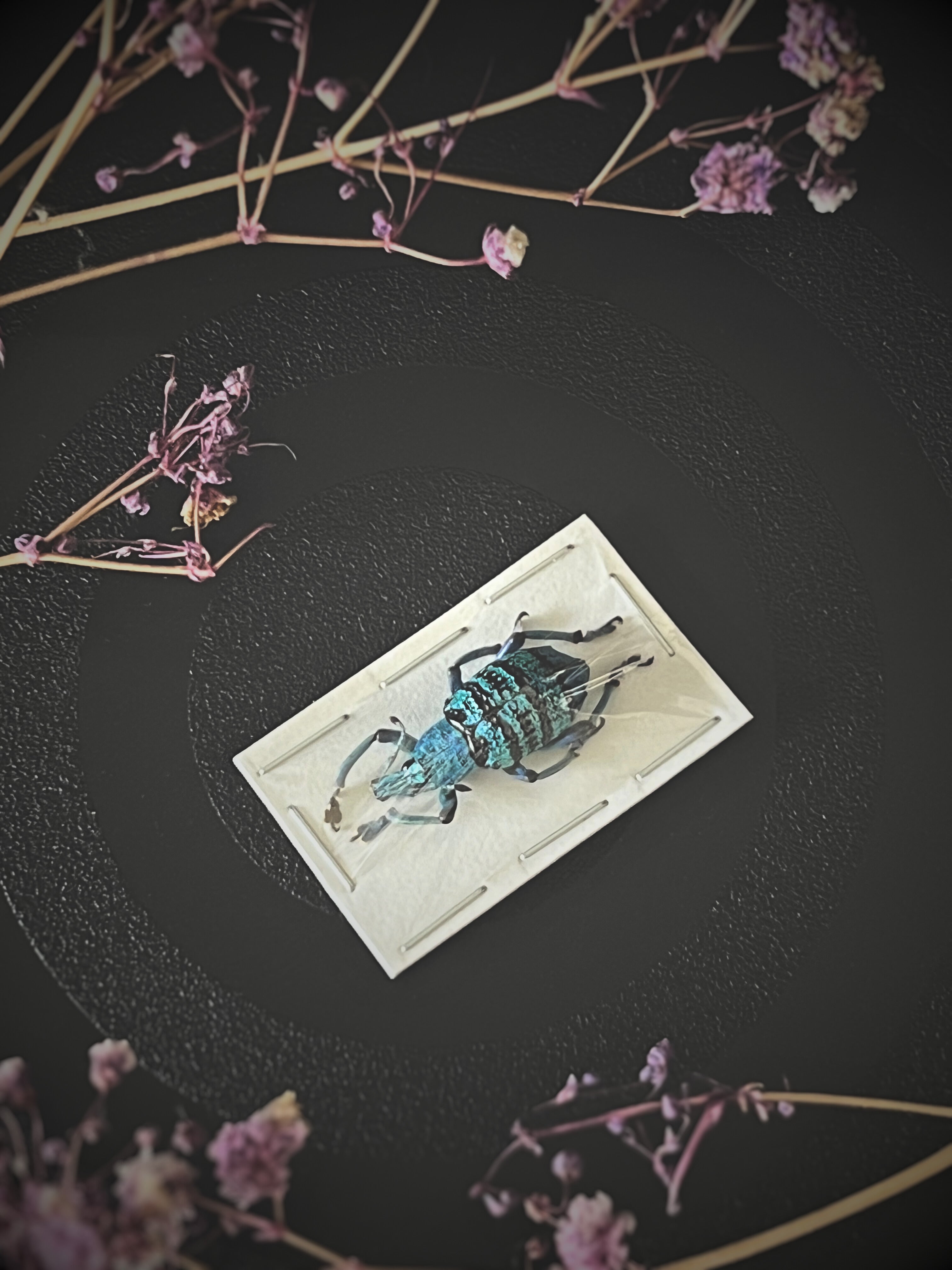 Turquoise Weevil Beetle (Eupholus Bortolussii) Specimen – Corvus Oddities