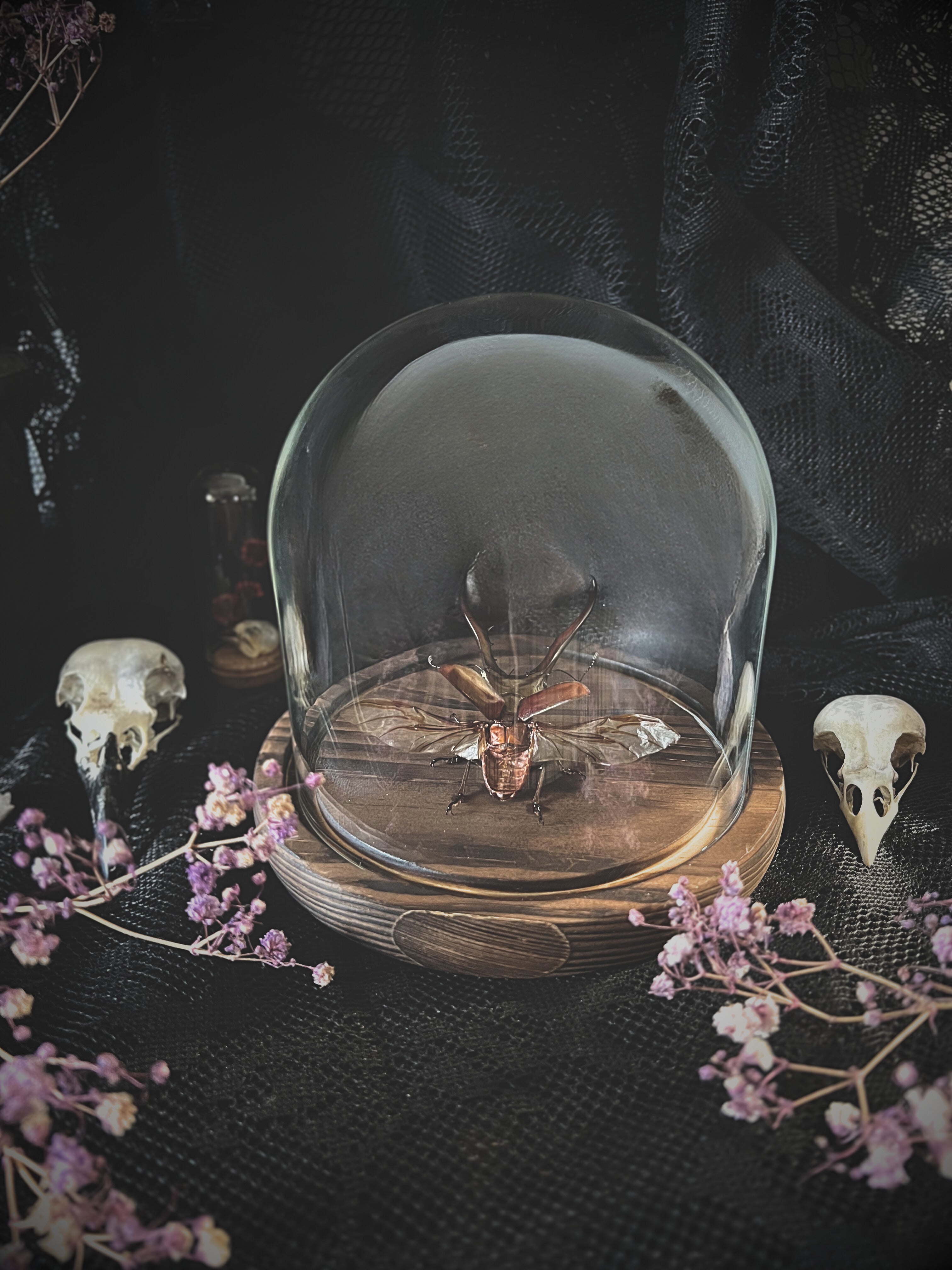 Bronze Stag Beetle (Cyclommatus Metallifer Aenomicans) in Glass Dome – Corvus Oddities