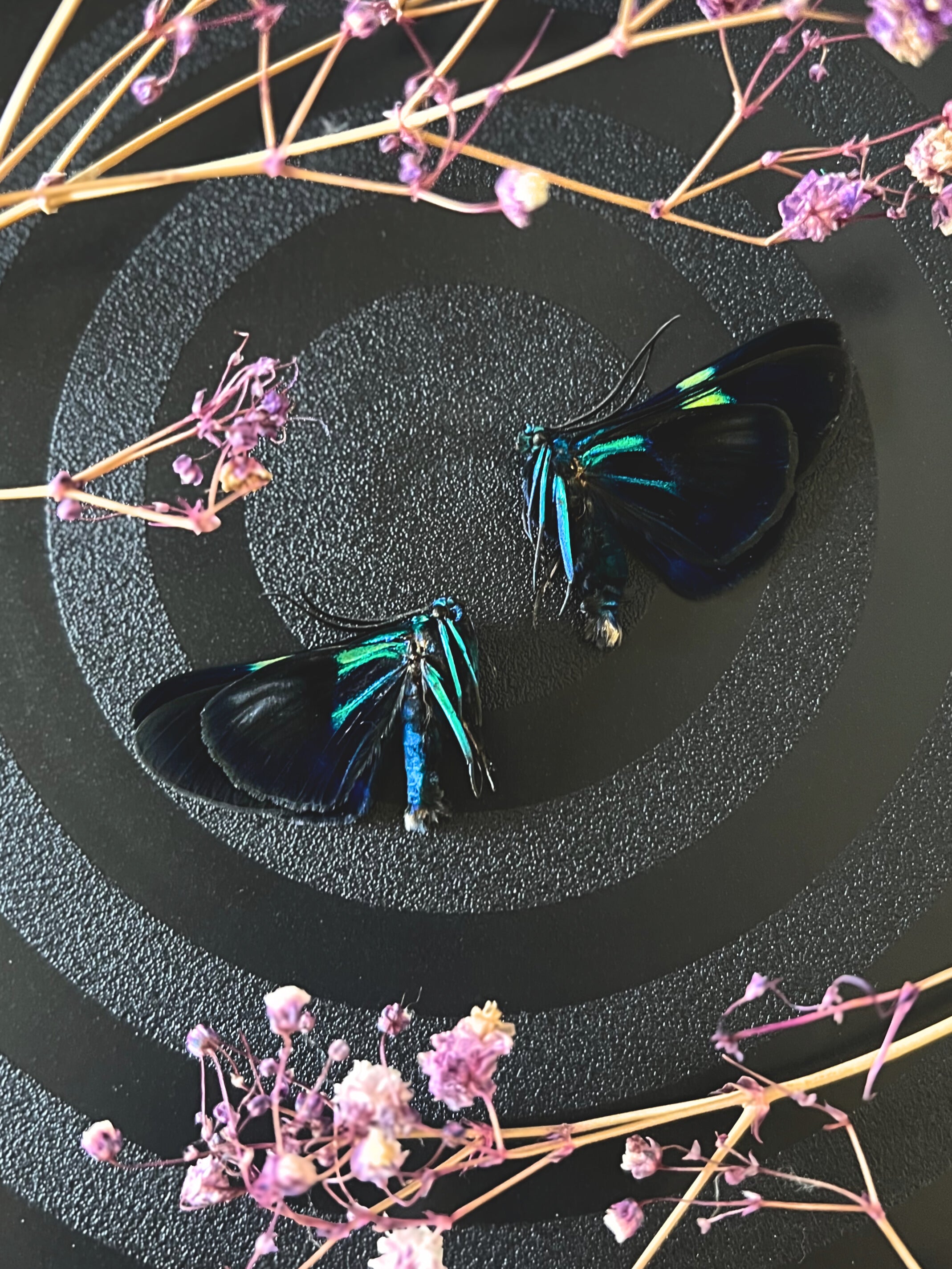 Blue Day Flying Moth (Milionia Delicatula) Unspread Specimen – Corvus Oddities