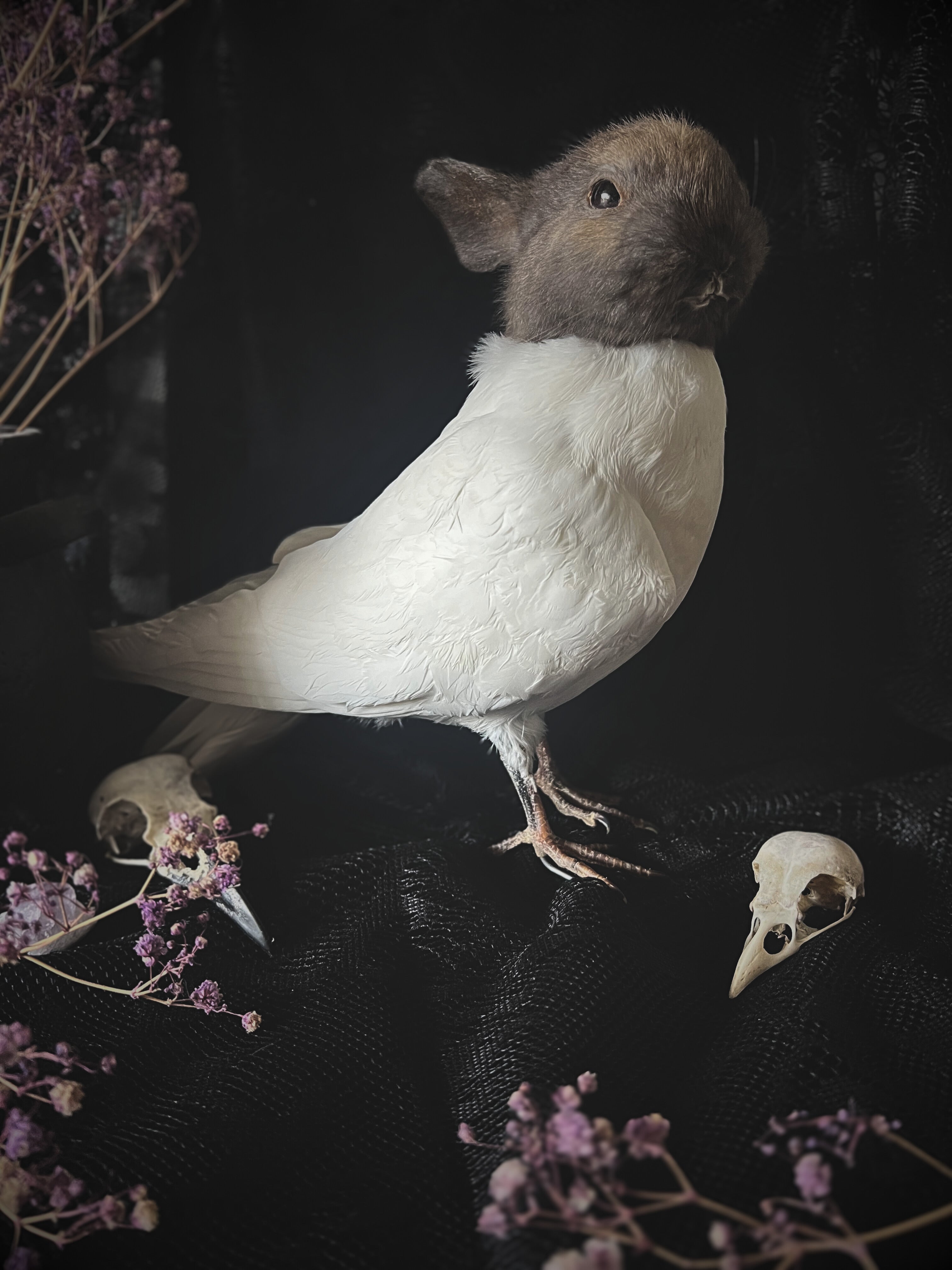 Taxidermy Bunny Bird - Grey & White – Corvus Oddities