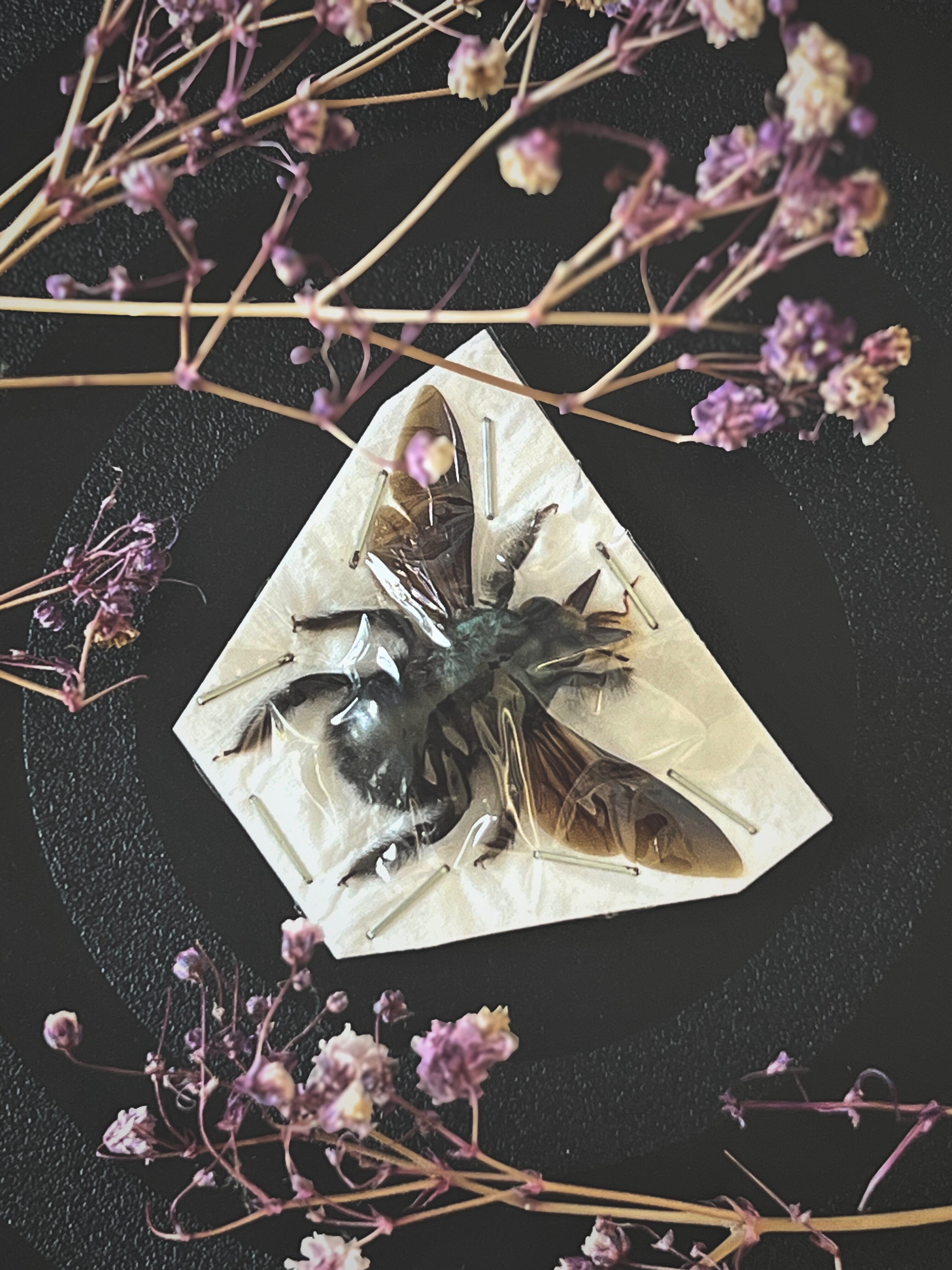 Blue Carpenter Bee (Xylocopa Caerulea) Spread Specimen | Male – Corvus Oddities