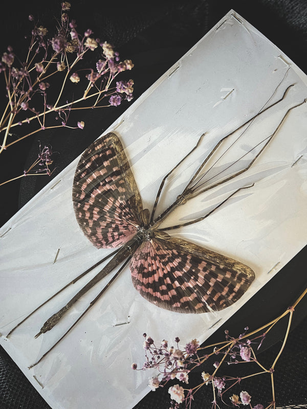 Tessellated Spiny Flying Stick Insect (Diesbachia Tamyris) Undisplayed ...