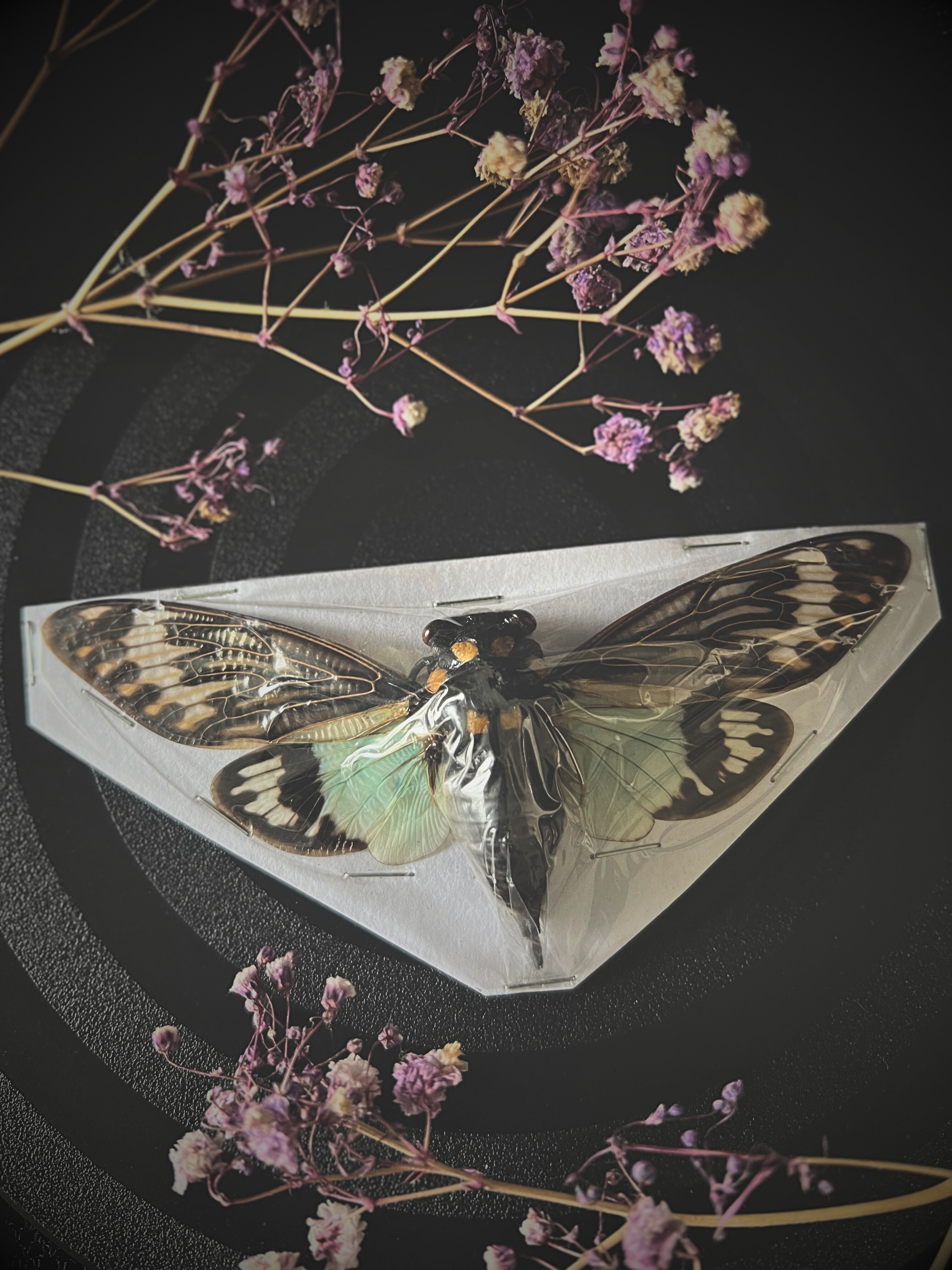 Blue Cicada (Tosena Splendida) Spread Specimen – Corvus Oddities